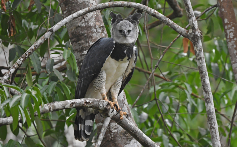 Águila harpía | avesexotica.com